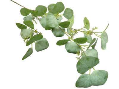 Eukalyptus Zweig Populus - 108cm · 268261000800