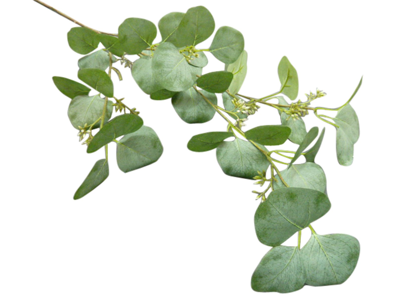 Eukalyptus Zweig Populus - 108cm · 268261000800