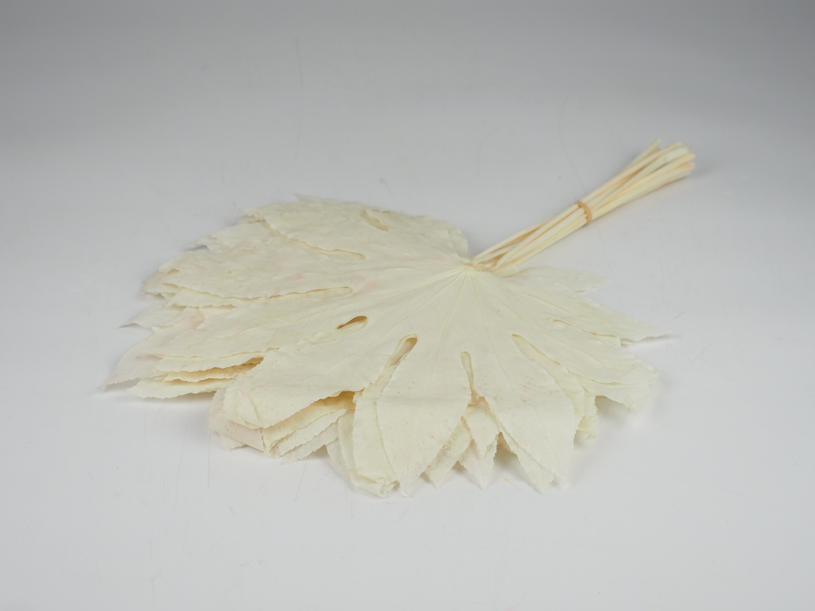 Aralia Blatt präpariert gebleicht · 36197